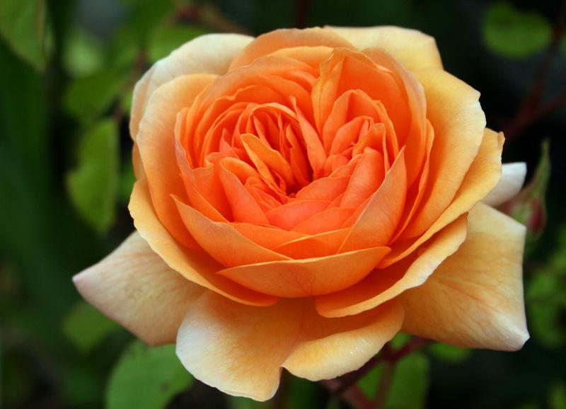 Photo of the bloom of Rose (Rosa 'Louise Clements') posted by Calif_Sue ...