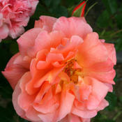 Rose (Rosa 'Westerland') in the Roses Database - Garden.org