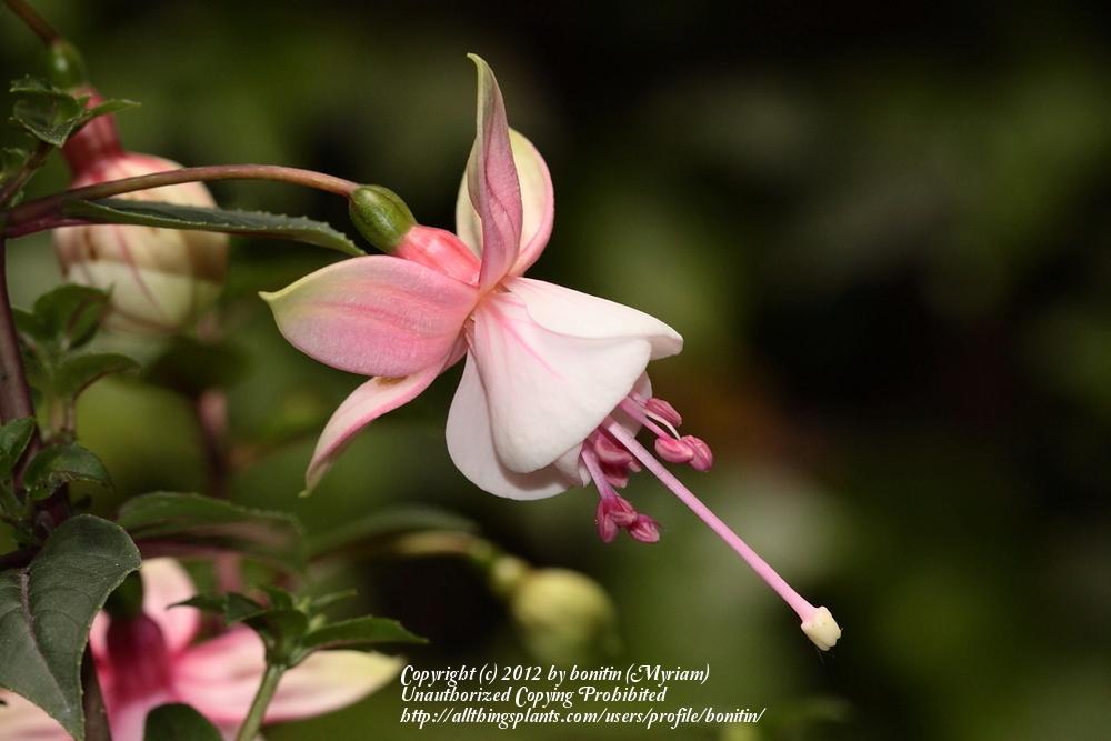 Fuchsia 'Elma' in the Fuchsias Database - Garden.org