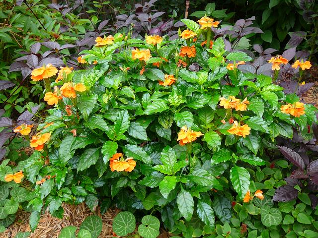 Photo of the entire plant of Firecracker Flower (Crossandra ...