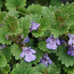 Control Those Weeds: Creeping Charlie - Garden.org