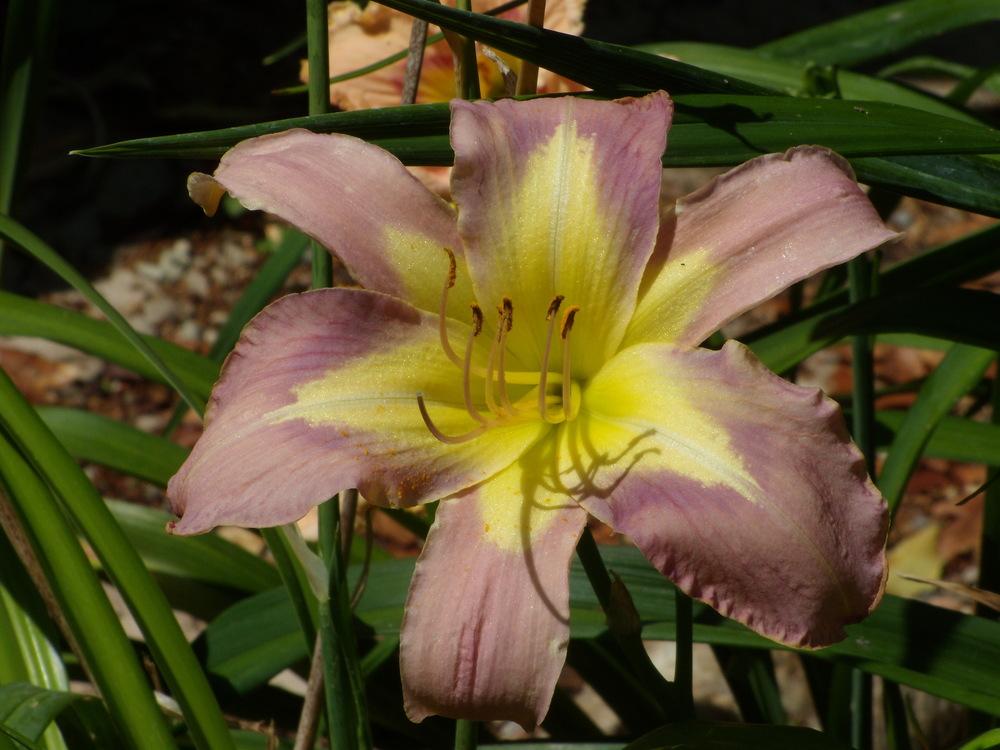 Photo of the bloom of Daylily (Hemerocallis 'Aerial Applique') posted ...