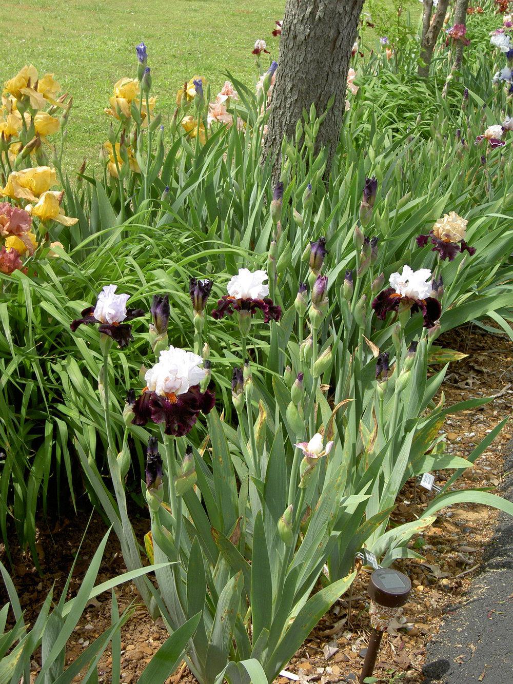 Photo of the entire plant of Tall Bearded Iris (Iris 'Starring') posted ...