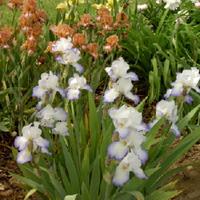 Photo of the entire plant of Tall Bearded Iris (Iris 'Northern Mist ...