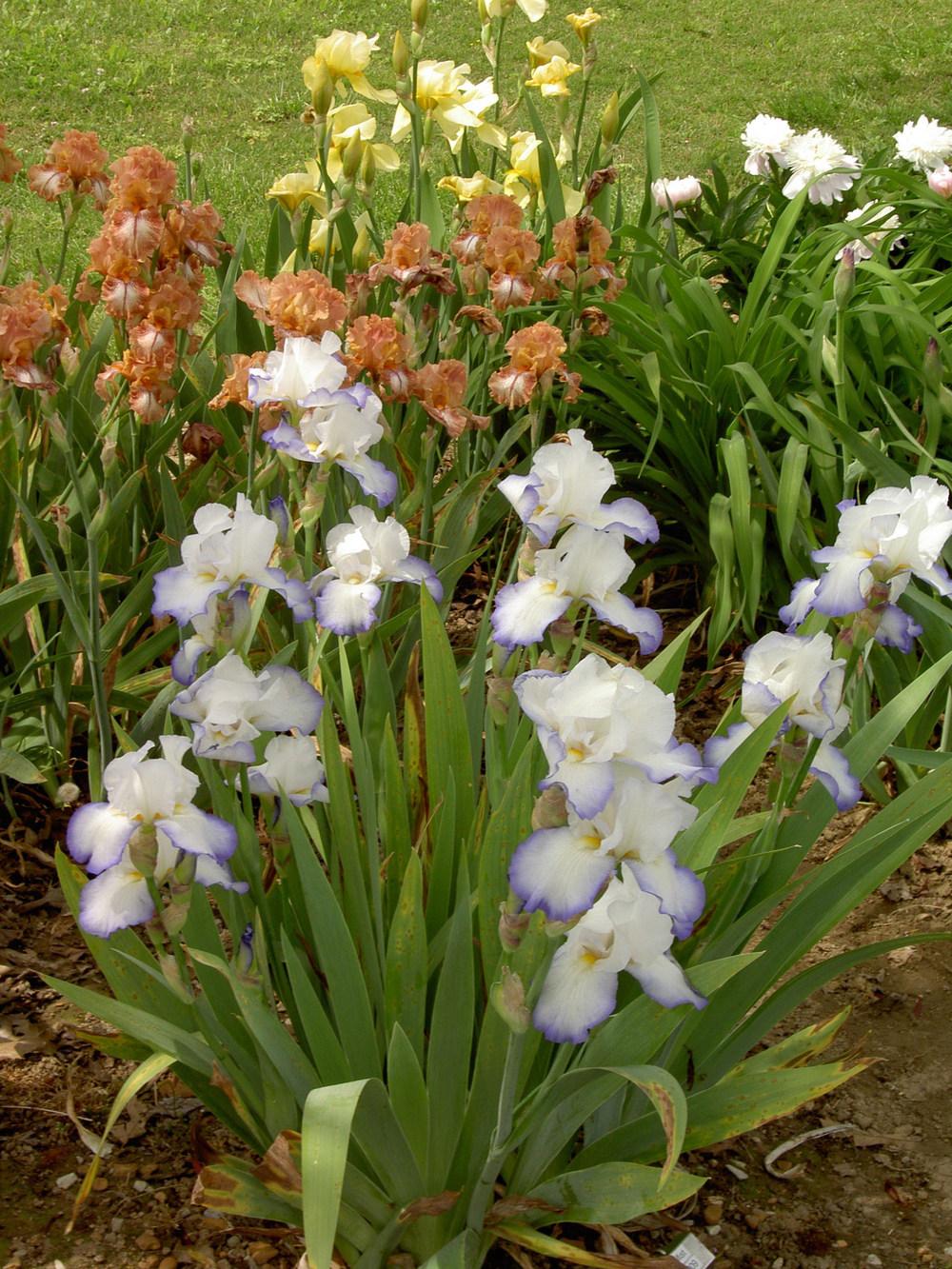 Photo of the entire plant of Tall Bearded Iris (Iris 'Northern Mist ...