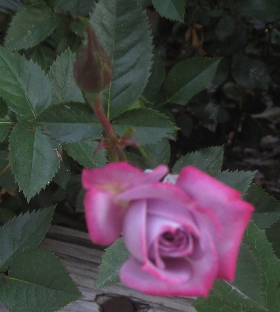 May Rose Parade for me! Yay! in the Roses forum - Garden.org