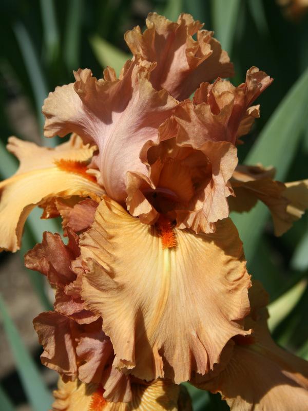 Photo of the bloom of Tall Bearded Iris (Iris 'Indian Sunset') posted ...