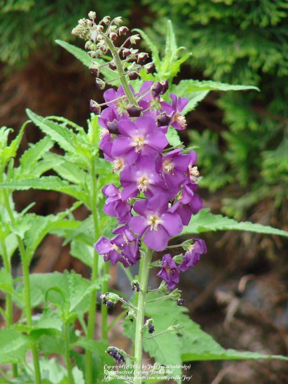 Photo of the bloom of Purple Mullein (Verbascum phoeniceum 'Violetta ...