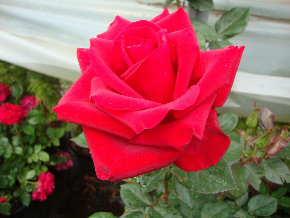 Photo of the bloom of Rose (Rosa 'Always & Forever') posted by Paul2032 ...