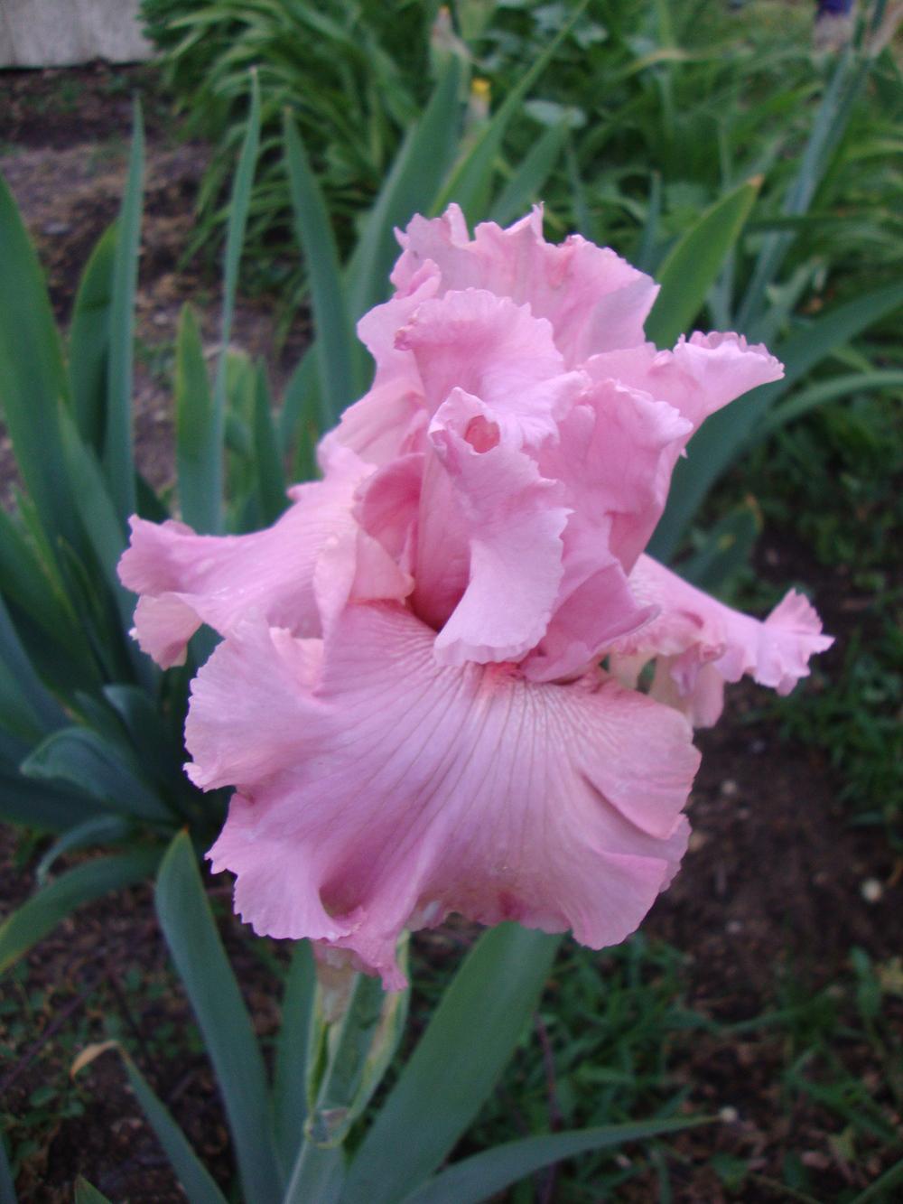 A perfect pink iris? in the Irises forum - Garden.org