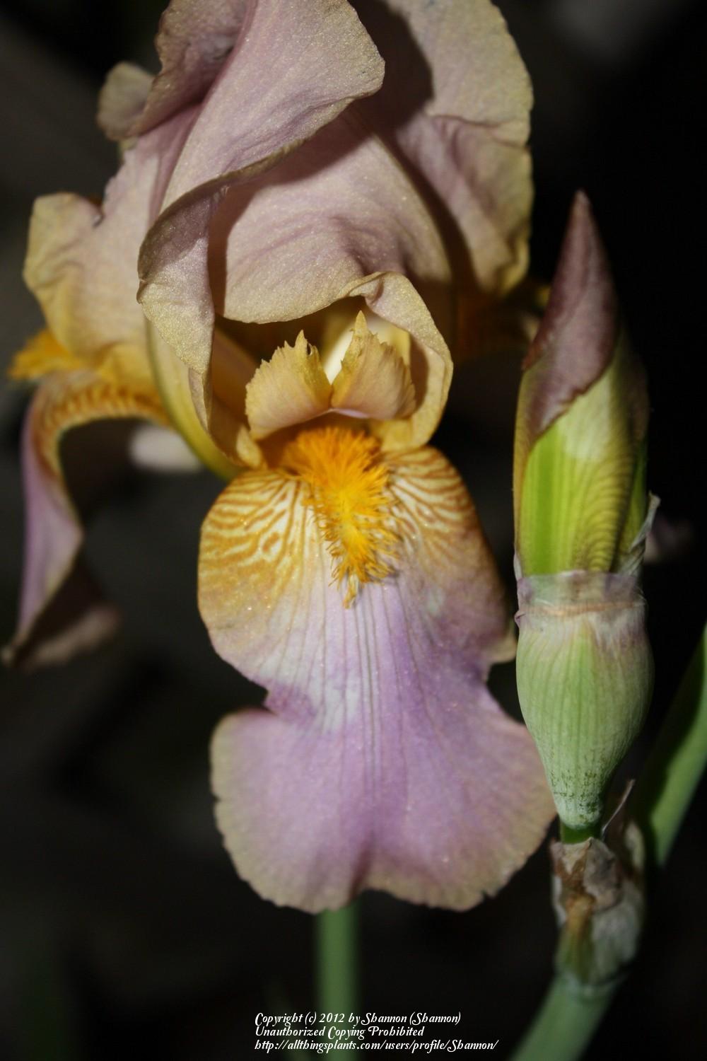 Photo of the bloom of Tall Bearded Iris (Iris 'Quaker Lady') posted by ...