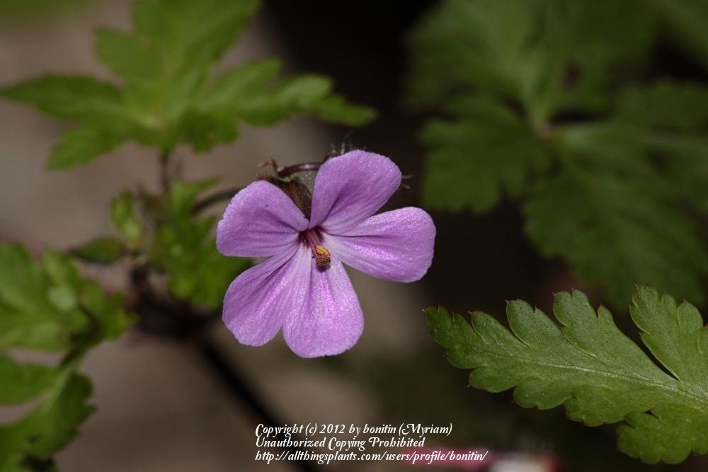 Photo of the bloom of Greater Robert's Geranium (Geranium yeoi ) posted ...