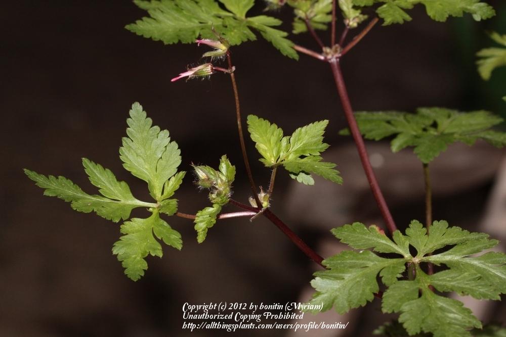 Photo of the stem, scape, stalk or bark of Greater Robert's Geranium ...