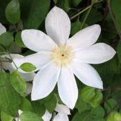 Clematis 'Moonlight' in the Clematis Database - Garden.org