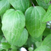 Clematis 'Moonlight' in the Clematis Database - Garden.org