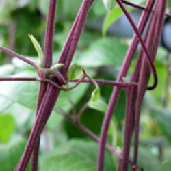 Clematis 'Moonlight' in the Clematis Database - Garden.org