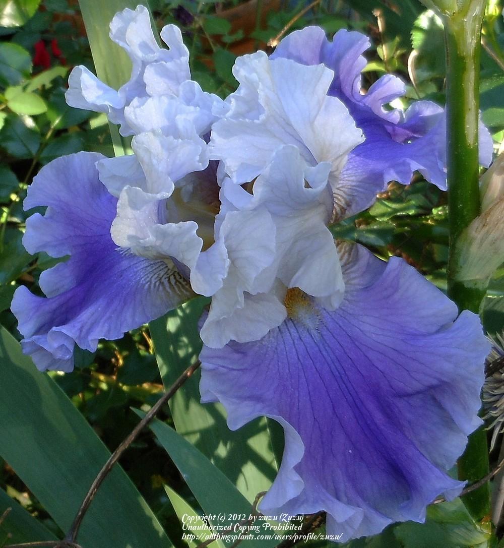 Tall Bearded Iris (Iris 'Ella's Angel') in the Irises Database - Garden.org