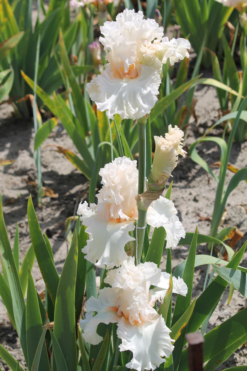 A perfect pink iris? in the Irises forum - Garden.org