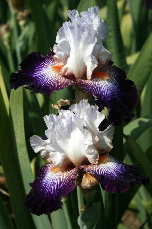 Photo of the bloom of Tall Bearded Iris (Iris 'Snowed In') posted by ...