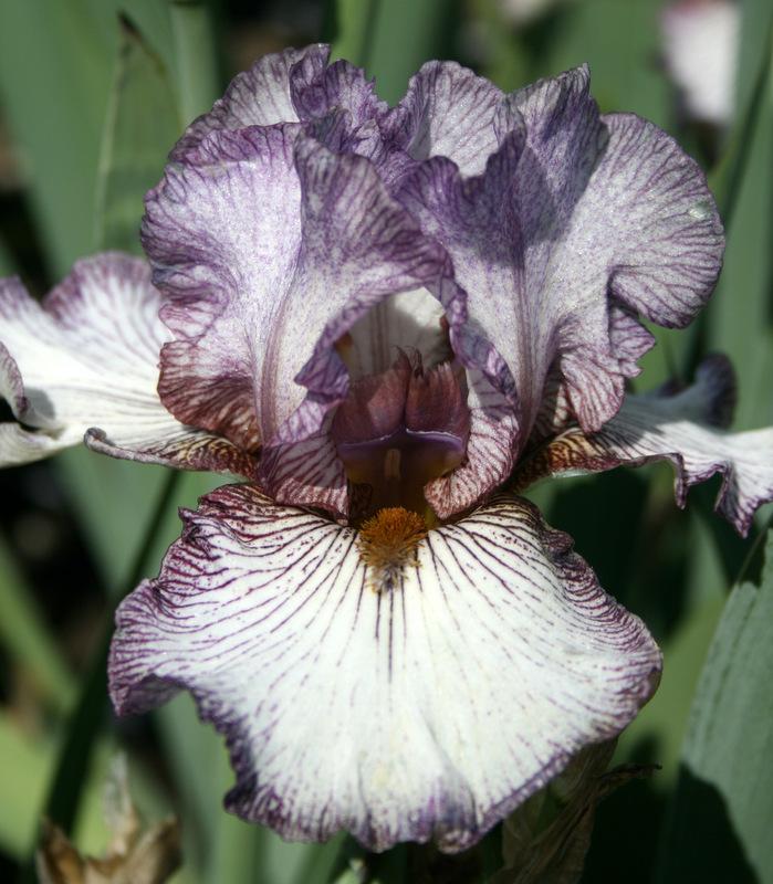 Tall Bearded Iris (Iris 'Apollo One') in the Irises Database - Garden.org