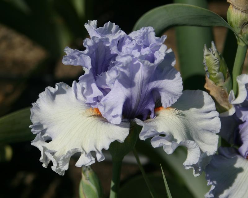 Photo of the bloom of Tall Bearded Iris (Iris 'Dance Recital') posted ...