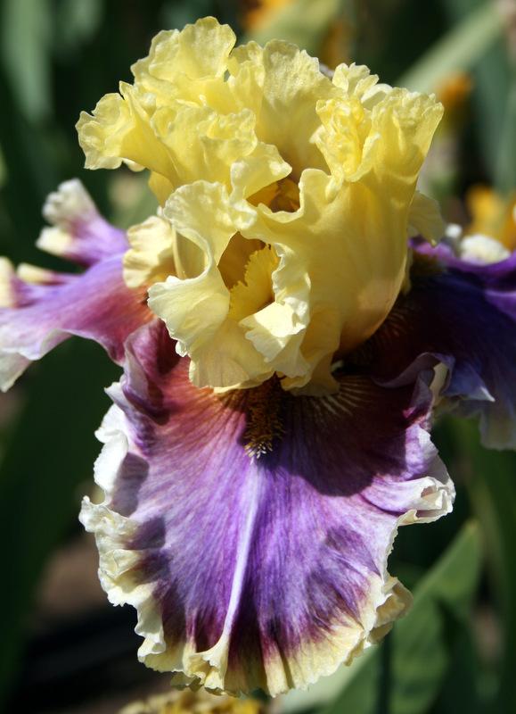 Photo of the bloom of Tall Bearded Iris (Iris 'Carnival Capers') posted ...