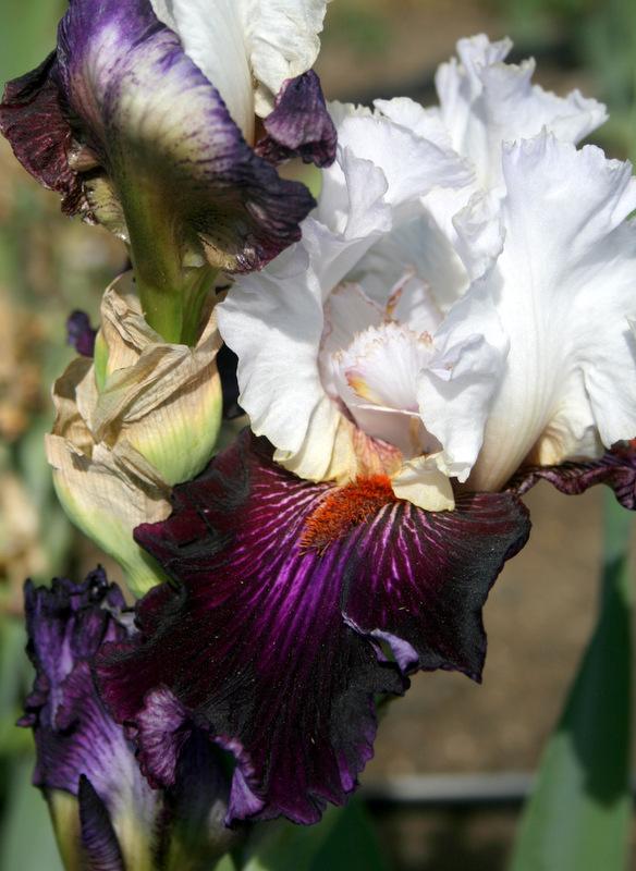 Photo of the bloom of Tall Bearded Iris (Iris 'Starring') posted by ...