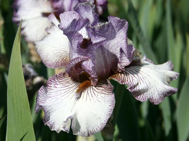 Photo of the bloom of Tall Bearded Iris (Iris 'Apollo One') posted by ...