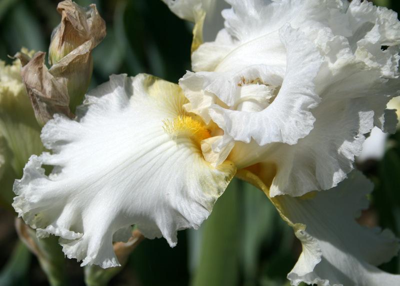 Photo of the bloom of Iris 'Hawaiian Moonlight' posted by Calif_Sue ...