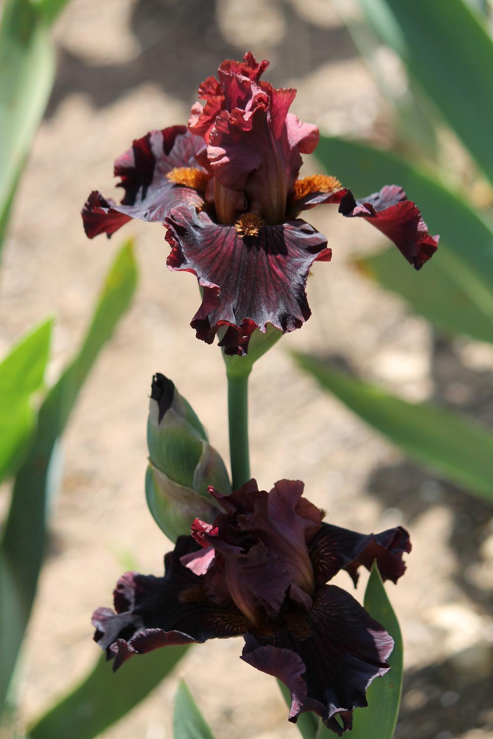 A true red? What do you grow? in the Irises forum - Garden.org
