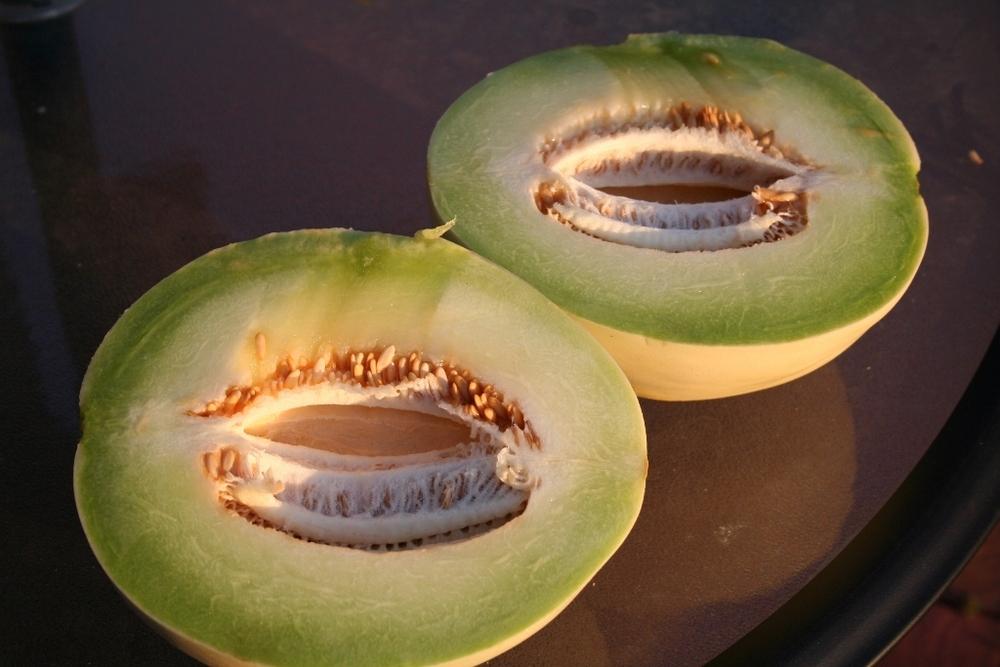 Honey Dew Melon (Cucumis melo var. inodorus 'Earli-Dew') - Garden.org