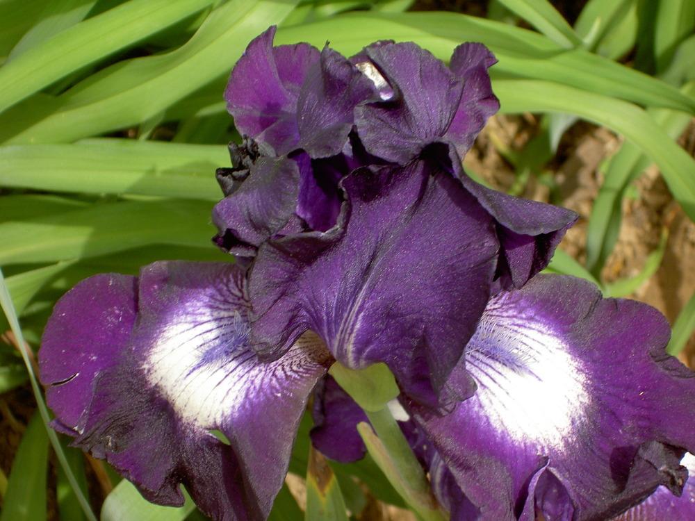 Photo of the bloom of Tall Bearded Iris (Iris 'Exotic Star') posted by ...