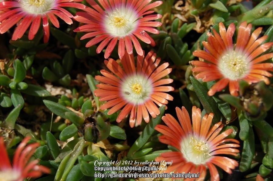 Photo of the bloom of Ice Plant (Delosperma dyeri Red Mountain®) posted ...