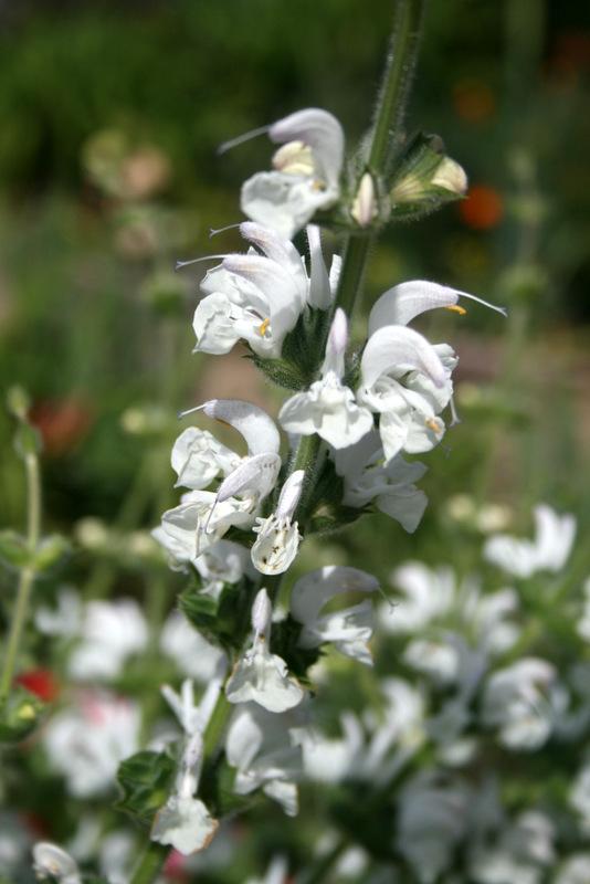 Photo of the bloom of Silver Sage (Salvia argentea) posted by Calif_Sue ...