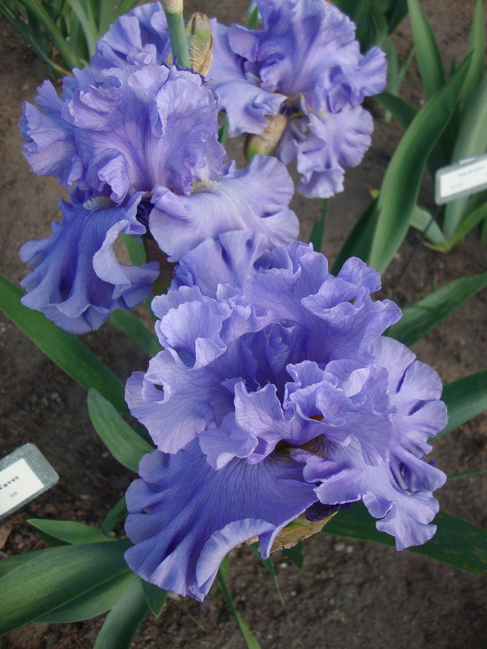 Photo of the bloom of Tall Bearded Iris (Iris 'Bubbling Waves') posted ...