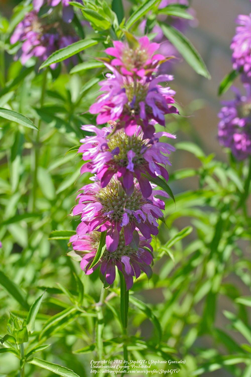 Photo of the bloom of Lemon Bee Balm (Monarda citriodora) posted by ...