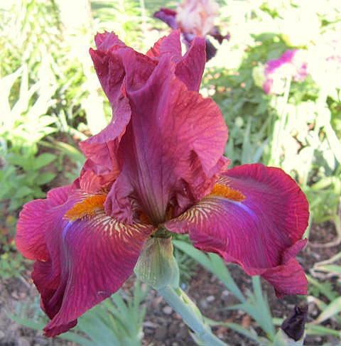 Photo of the bloom of Tall Bearded Iris (Iris 'Raspberry Lady') posted ...