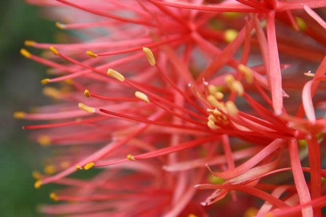 Blood Lilies: Plant Care and Collection of Varieties - Garden.org