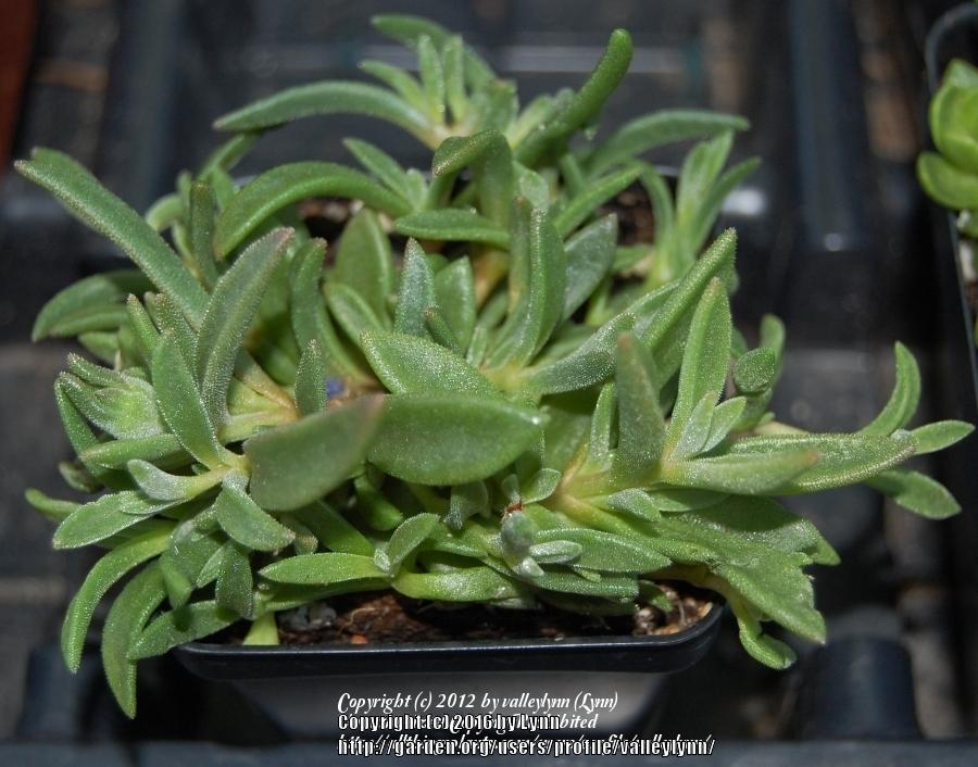 Photo of the leaves of Ice Plant (Delosperma obtusum Table Mountain ...