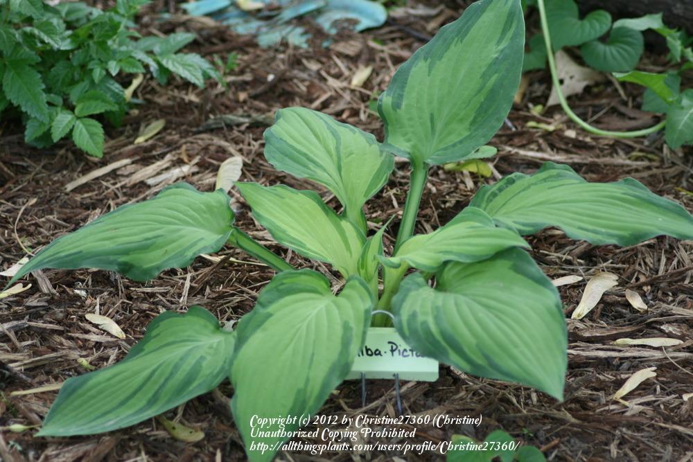 Hosta 'Albo Picta' in the Hostas Database - Garden.org