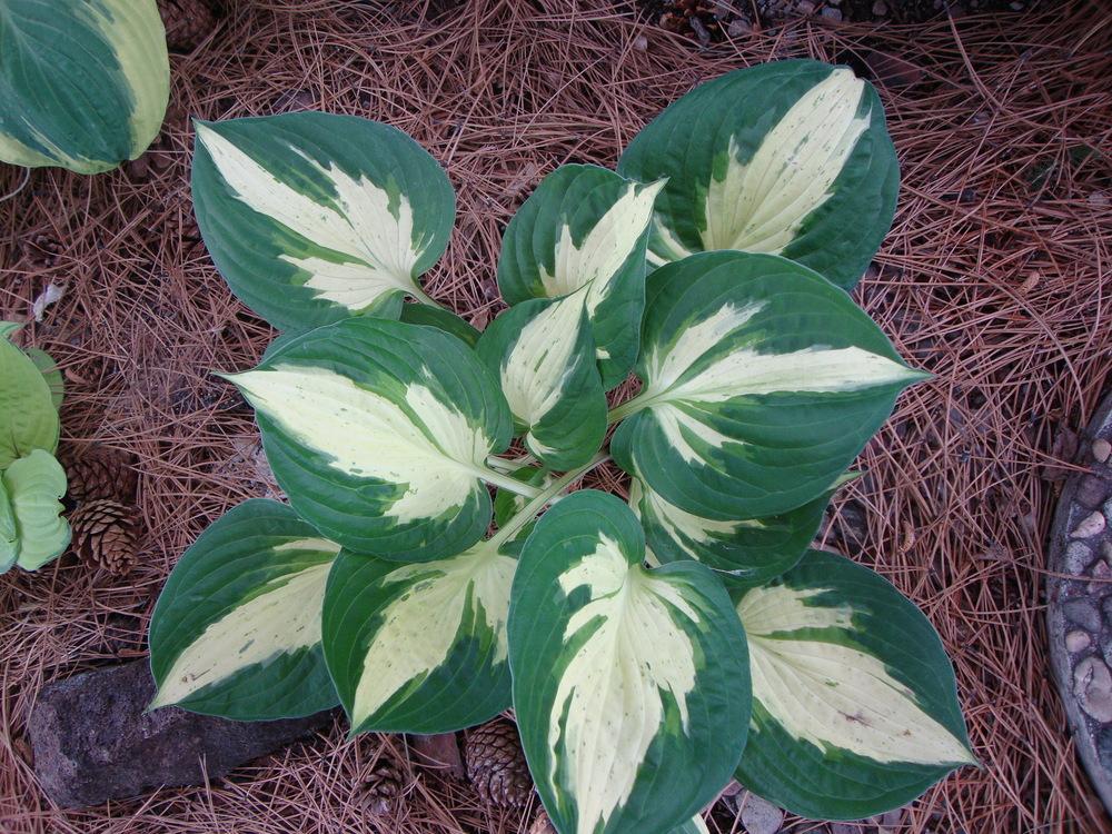 Photo of the entire plant of Hosta 'Revolution' posted by Paul2032 ...