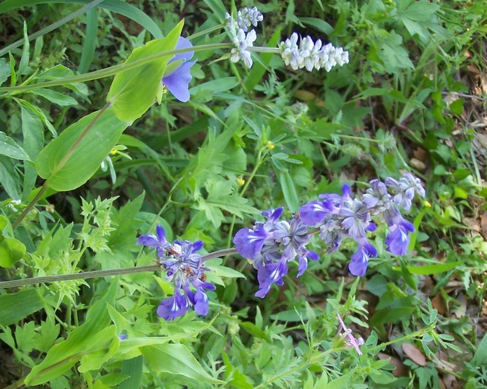 Photo of the entire plant of Mealycup Sage (Salvia farinacea) posted by ...