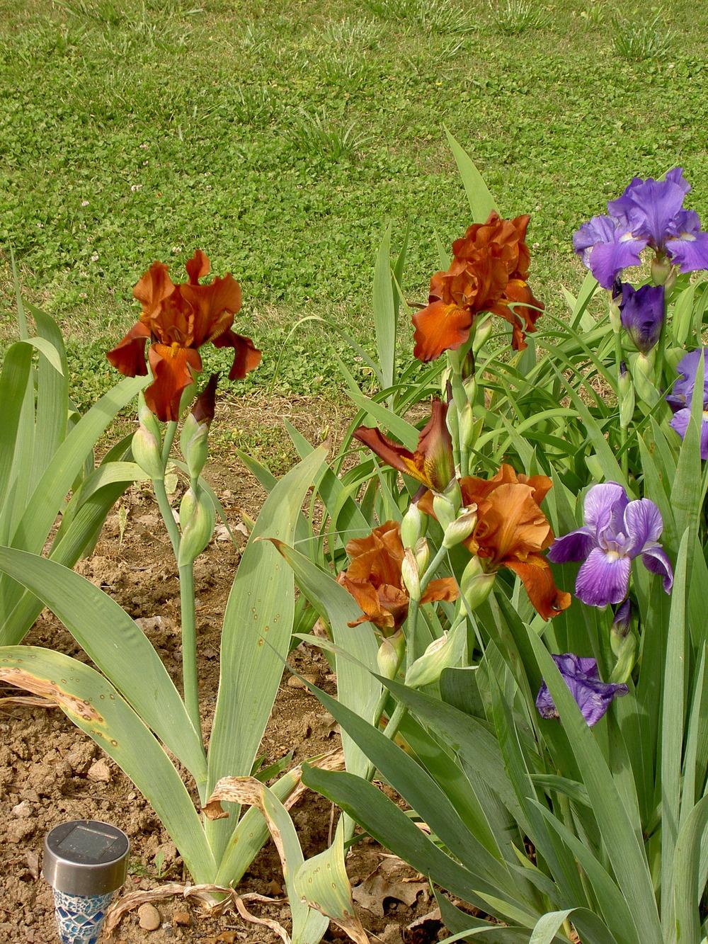 Photo of the entire plant of Tall Bearded Iris (Iris 'Copper Mountain ...