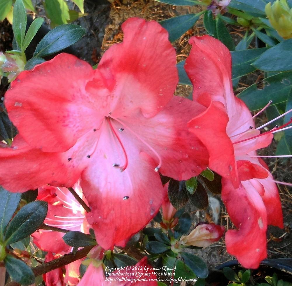 Photo of the bloom of Azalea (Rhododendron 'Harris Fascination') posted ...