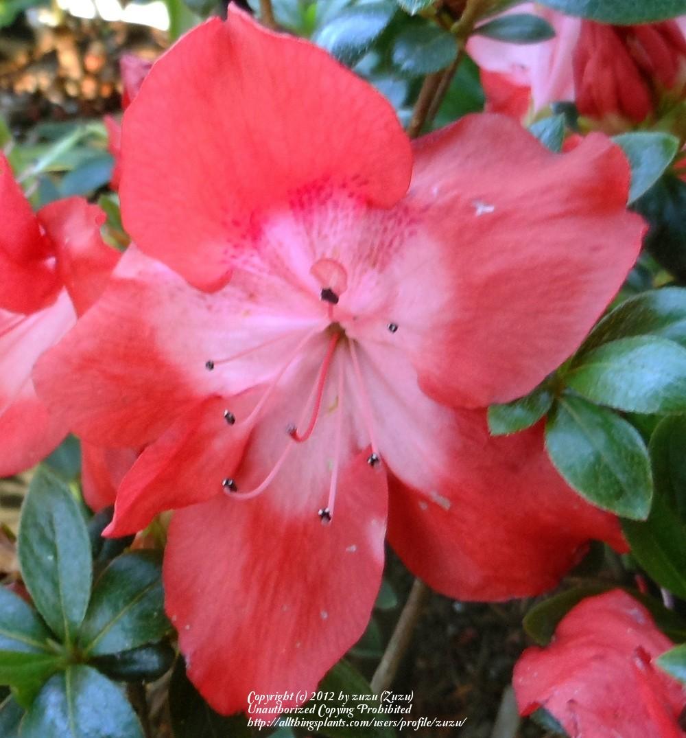 Azalea (Rhododendron 'Harris Fascination') in the Rhododendrons ...