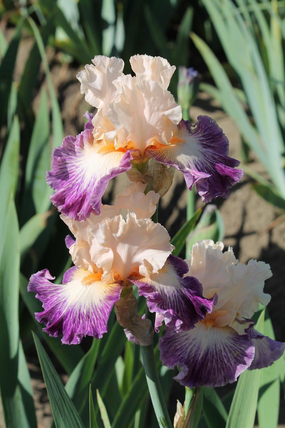 Tall Bearded Iris (Iris 'Berry Blend') in the Irises Database - Garden.org