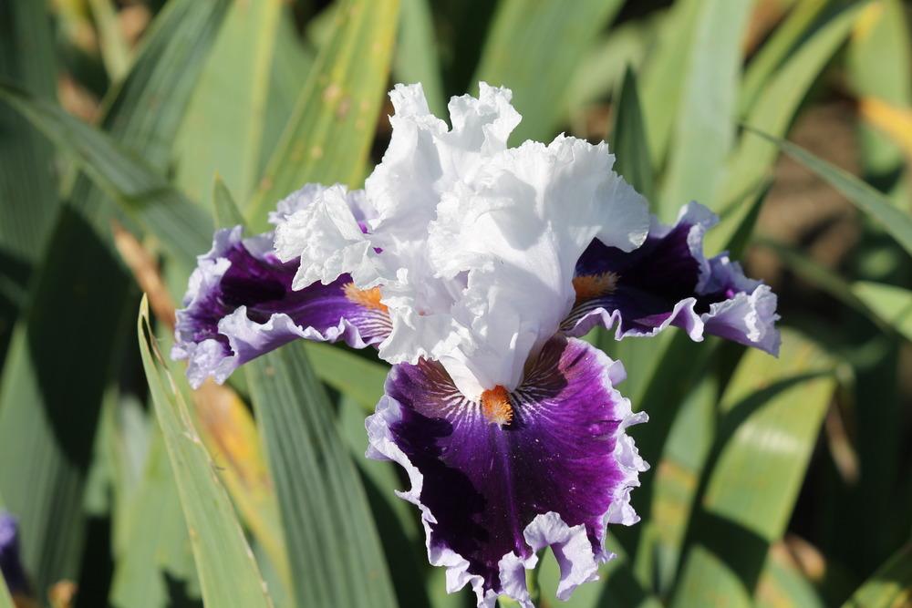 Photo of the bloom of Tall Bearded Iris (Iris 'Bravery') posted by ...