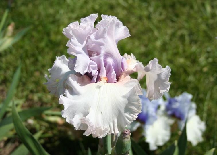 Photo of the bloom of Tall Bearded Iris (Iris 'Fogbound') posted by KentPfeiffer - Garden.org