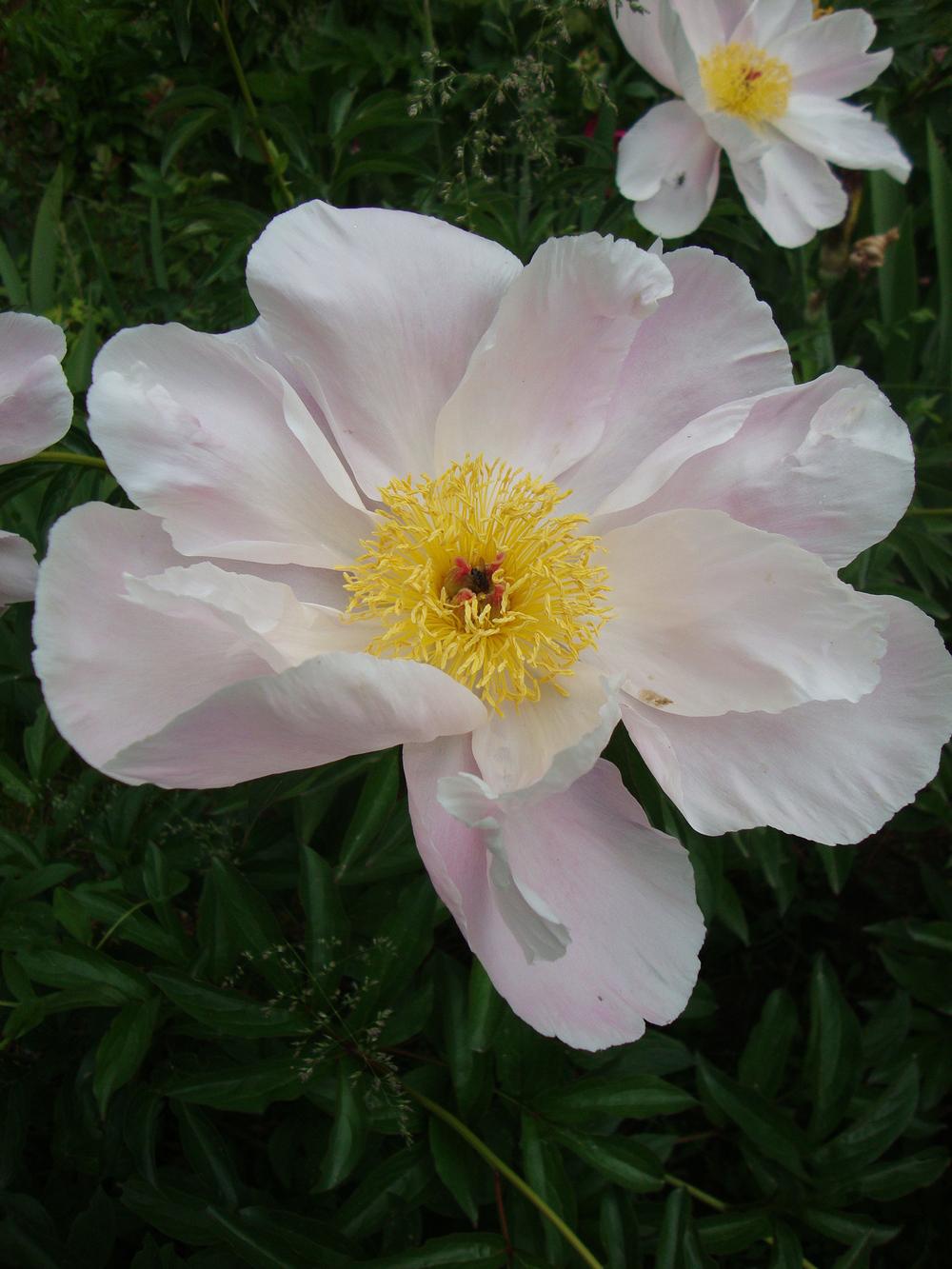Photo of the bloom of Chinese Peony (Paeonia lactiflora 'Sea Shell ...