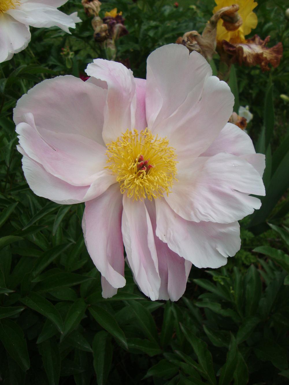 Photo of the bloom of Chinese Peony (Paeonia lactiflora 'Sea Shell ...